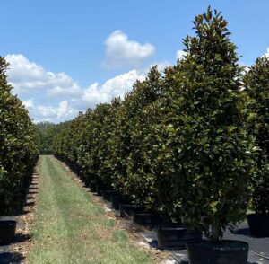 Orlando Tree Farm – Treemendous Quality Growers