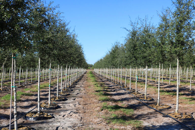 Field Grown Trees – Orlando Tree Farm